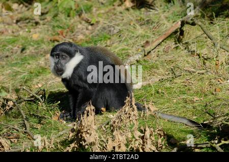 Eastern full-bearded guenon (Allochrocebus lhoesti, Cercopithecus ...