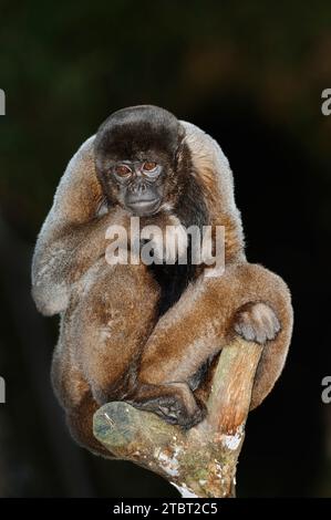 Brown wool monkey (Lagothrix lagotricha cana), young animal sitting in ...