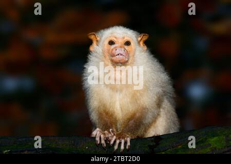 Silver monkey or silver marmoset (Mico argentatus, Callithrix argentata ...