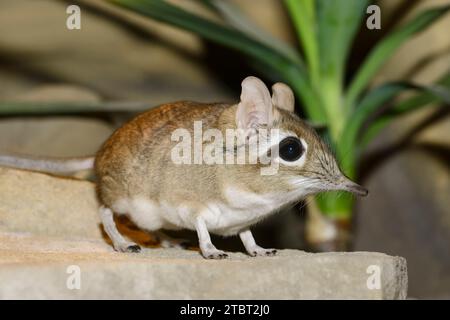 Red-brown elephant shrew (Galegeeska rufescens, Elephantulus rufescens ...