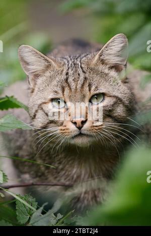 European Wildcat, felis silvestris, Portrait of Adult Snarling Stock ...