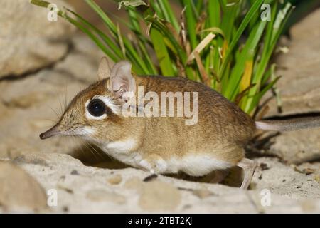 Red-brown elephant shrew (Galegeeska rufescens, Elephantulus rufescens ...
