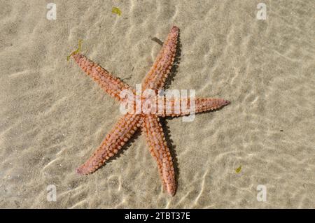 Common starfish (Asterias rubens) in a tidal pool, Brittany, France ...