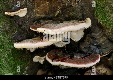 Resinous Polypore (Ischnoderma resinosum Stock Photo - Alamy