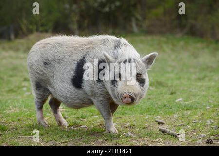 Göttingen minipig (Sus scrofa f. domestica) in a meadow, North Rhine ...