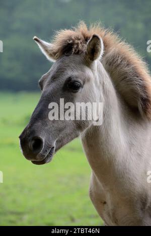 Tail horse (Equus ferus ferus caballus, Equus przewalskii ferus ...