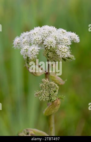 Angelica Archangelica officinalis , umbelliferae, flower bumblebees and ...