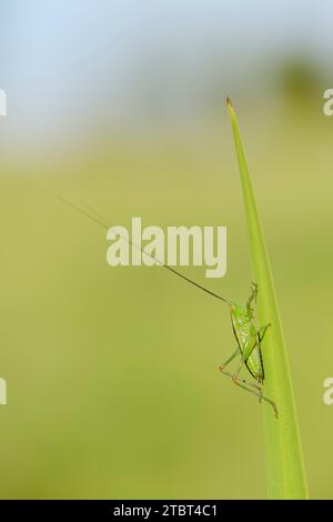 Long-winged grasshopper (Conocephalus fuscus), male nymph, North Rhine ...