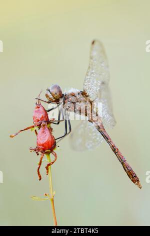 Common dragonfly (Sympetrum vulgatum), male, North Rhine-Westphalia ...
