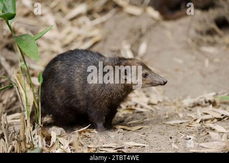 A single Common Cusimanse (Crossarchus obscurus) making eye contact ...