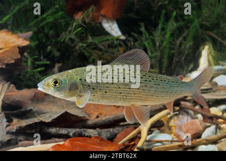 Thymallus thymallus European Greyling Stock Photo - Alamy