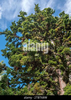 Japanese sickle fir, Cryptomeria japonica, Bandai Sugi, family ...