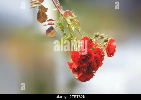 red roses after the rain Stock Photo - Alamy
