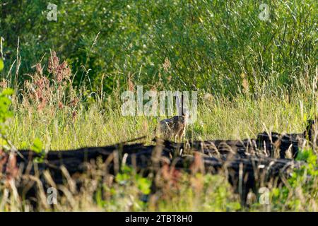 A brown hare (Lepus europaeus) camouflaging iteslf in a freshly cut ...