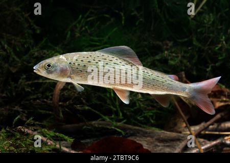 Thymallus thymallus European Greyling Stock Photo - Alamy