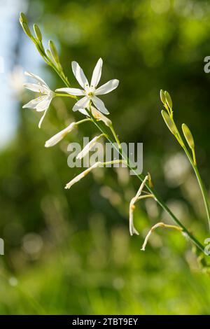 St. Bernard's lily, Large grass lily, Anthericum liliago Stock Photo ...