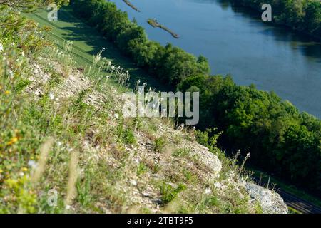 St. Bernard's lily, Large grass lily, Anthericum liliago Stock Photo ...