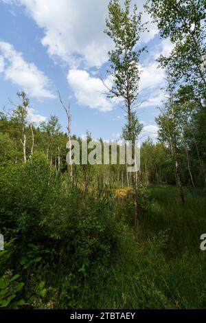 Wiesbüttmoor nature reserve between the villages of Wiesen and ...