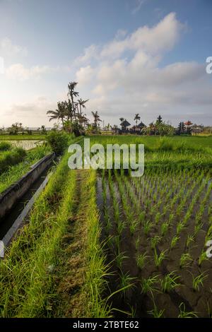 Rice fields terraces with fresh young rice, in Thailand Stock Photo - Alamy