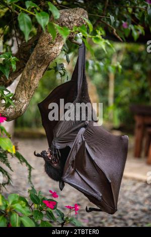 A flying fox on a bush with flowers on the ground in Bali, Indonesia ...