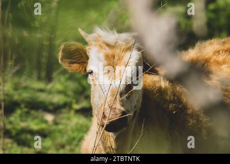 Bellowing cow, black and white looking mature, horned and mouth open ...