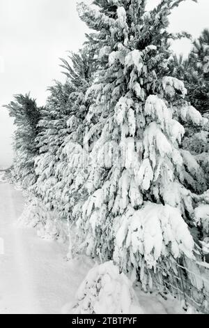 A snow-covered alley of pine trees in a city park. Winter cityscape ...