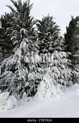 A snow-covered alley of pine trees in a city park. Winter cityscape ...