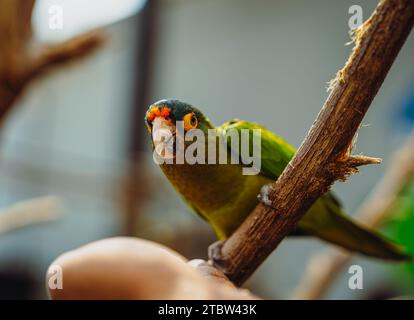 Parrots, also known as psittacines, are birds with a strong curved beak ...