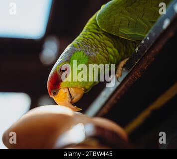 Parrots, also known as psittacines, are birds with a strong curved beak ...