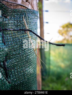a brown stick bug (Phasmatodea Stock Photo - Alamy