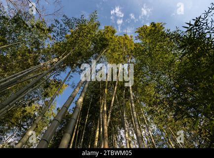 Bamboo tree tops - Looking up to the sky through large tall bamboo ...