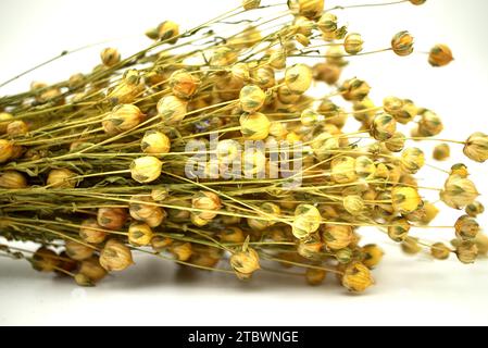 Bunch of dry flax plant, also known as Linseed, Flaxseed and Common Flax on white background ...