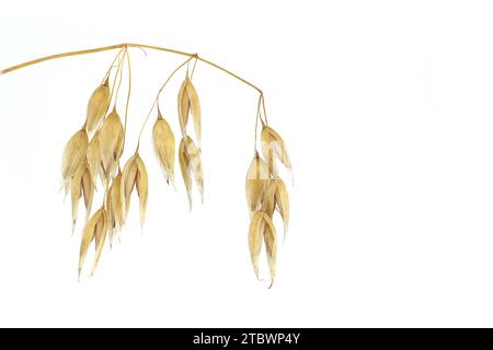 Oat plant branch with ready to harvest oats grains isolated on white ...