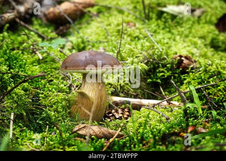 Wild Boletus Pinophilus mushroom growing on lush green moss in a forest ...