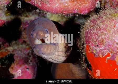 Brown moray eel, mask moray eel (Gymnothorax unicolor) with open mouth ...