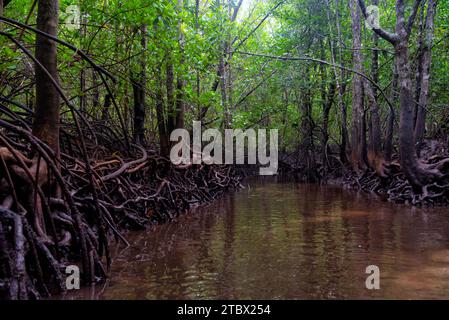 Scene of mangrove forest at Ban Tah Din Deang, Thai Mueng, Phangnga ...