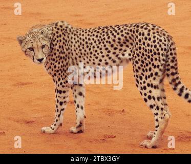Gepard in der namibischen Kalahari. Jeetha in the namibian Kalahari ...