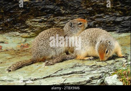 cute columbia ground squirrel along the trail in glacier national park ...