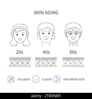 Skin aging, conceptual illustration Stock Photo - Alamy