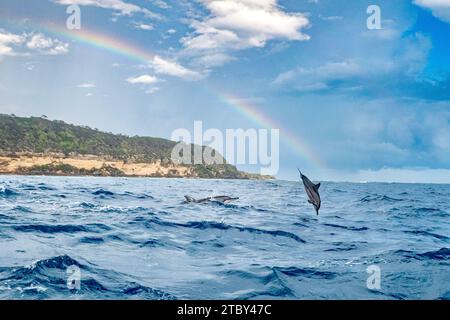 Dolphins leaping near Petite Terre, Mayotte, with yellow volcanic ...