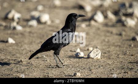 Cape Crow or Black Crow (Corvus capensis), Hwange National Park ...