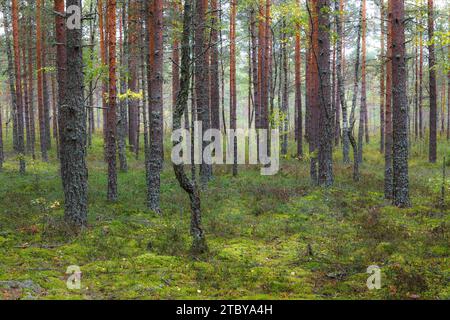 Moss covering pine trees growing in remote forest or countryside woods ...