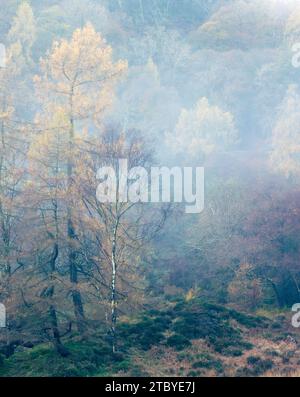 Temperate rainforest woodland trees on a misty Autumn morning in ...