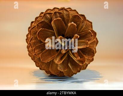 visualization of fibonacci spirals at a natural pine cone isolated on ...