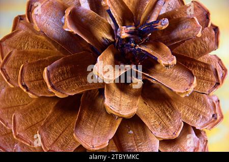visualization of fibonacci spirals at a natural pine cone isolated on ...