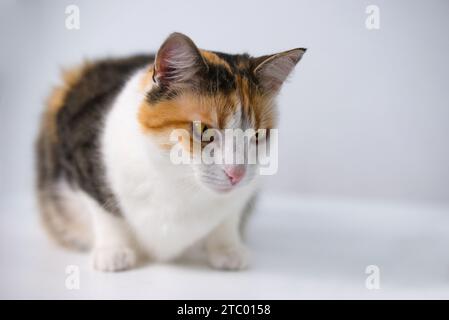 Bright fluffy cat three colors isolated on the white background Stock ...