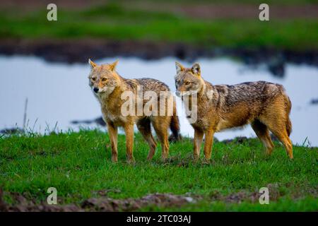 Golden jackal (Canis aureus) pair of jackals mating Stock Photo - Alamy