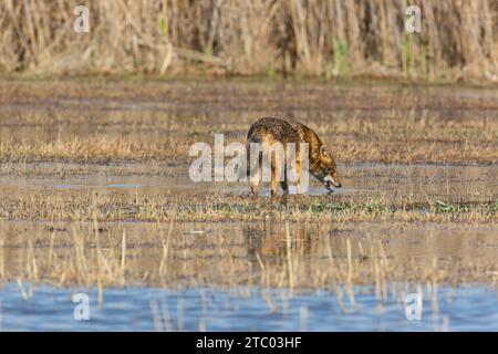 Common jackal (Canis aureus) drinking from water hole, Sahara, Niger ...