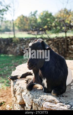 Black goat with horns lies on green grass near a large old log in ...