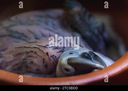 Featherless Baby Hyacinth Macaw (Anodorhynchus hyacinthinus) on a ...
